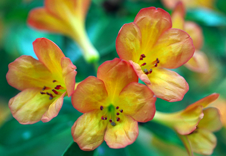 What's in Bloom - Mathias Botanical Garden