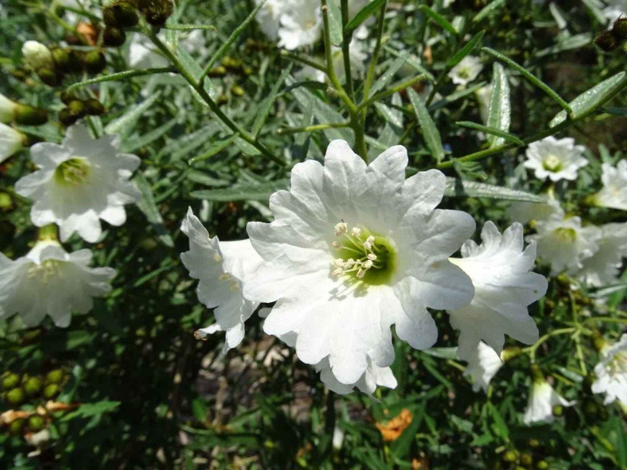 List Of Garden Plants - Mathias Botanical Garden