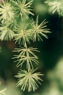 Cladode or Phylloclade - Mathias Botanical Garden
