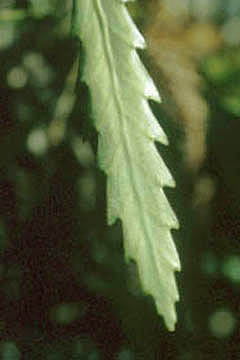 Cladode or Phylloclade - Mathias Botanical Garden