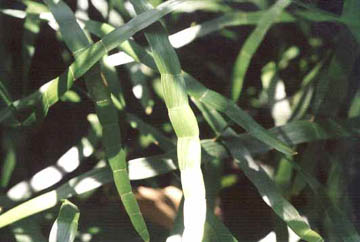 Cladode or Phylloclade - Mathias Botanical Garden