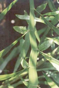 Cladode or Phylloclade - Mathias Botanical Garden