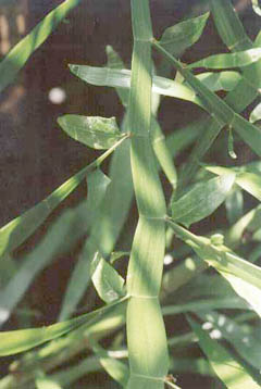Cladode or Phylloclade - Mathias Botanical Garden