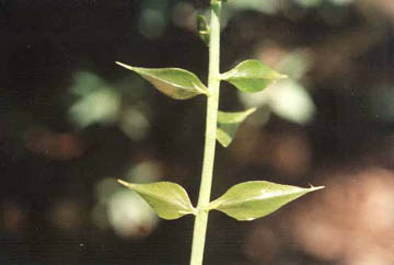 Cladode or Phylloclade - Mathias Botanical Garden