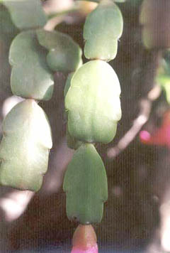 Cladode or Phylloclade - Mathias Botanical Garden