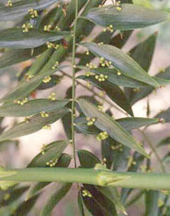 Cladode or Phylloclade - Mathias Botanical Garden