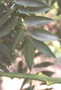 Cladode or Phylloclade - Mathias Botanical Garden