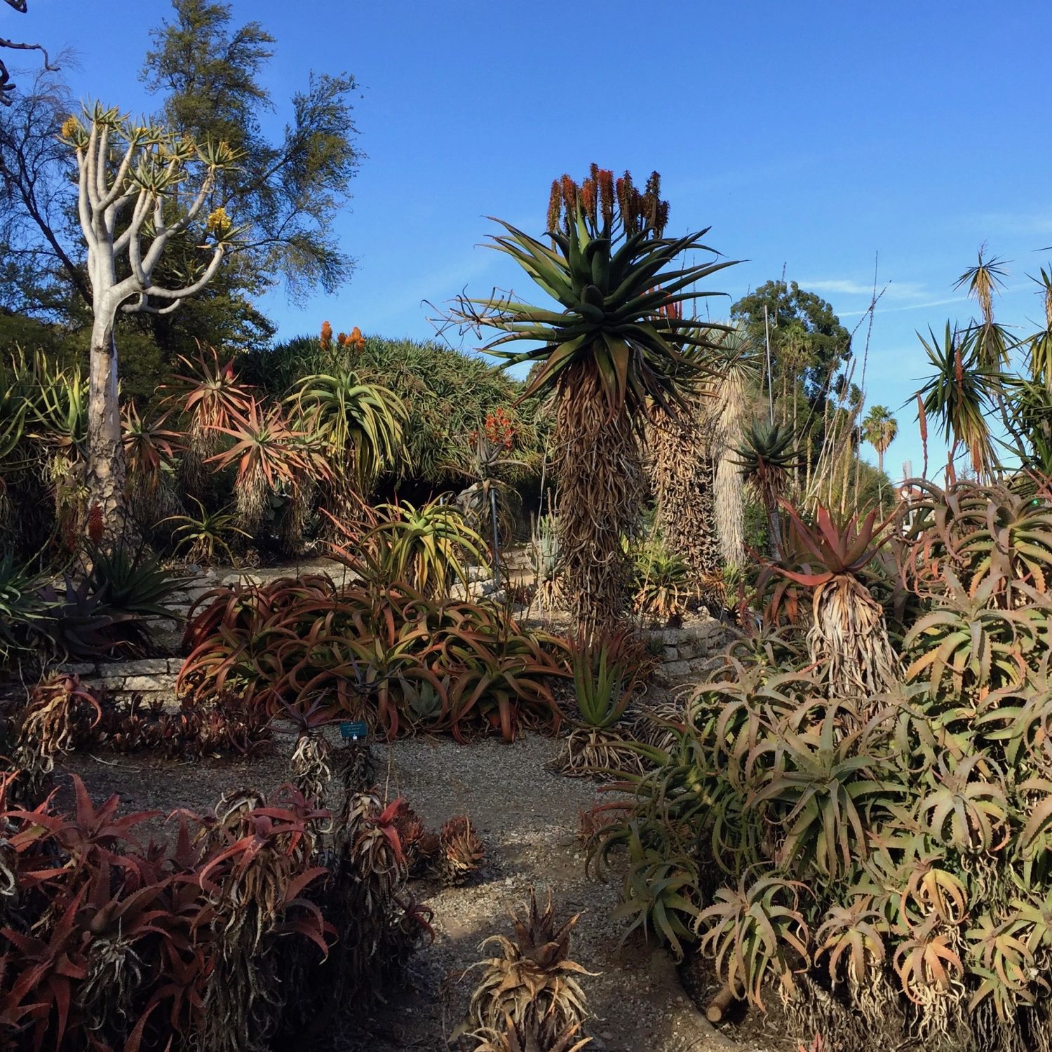 Garden Collections - Mathias Botanical Garden