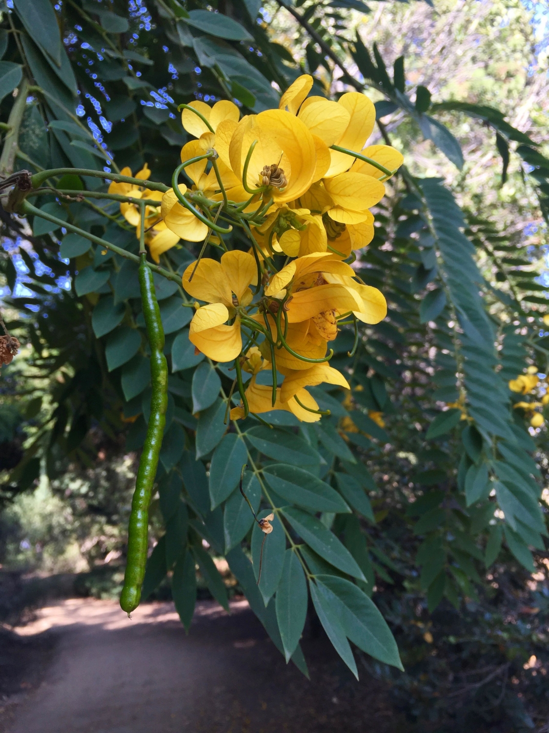 October - Mathias Botanical Garden
