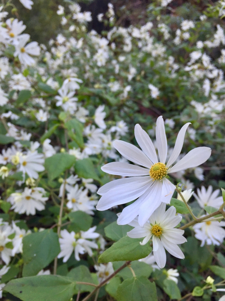 December - Mathias Botanical Garden