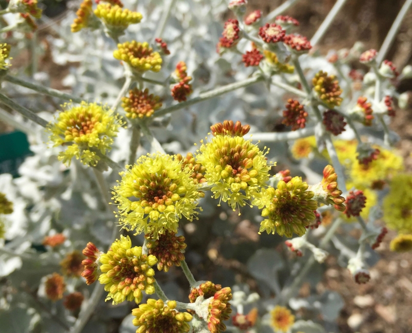 California Native Plants - Mathias Botanical Garden