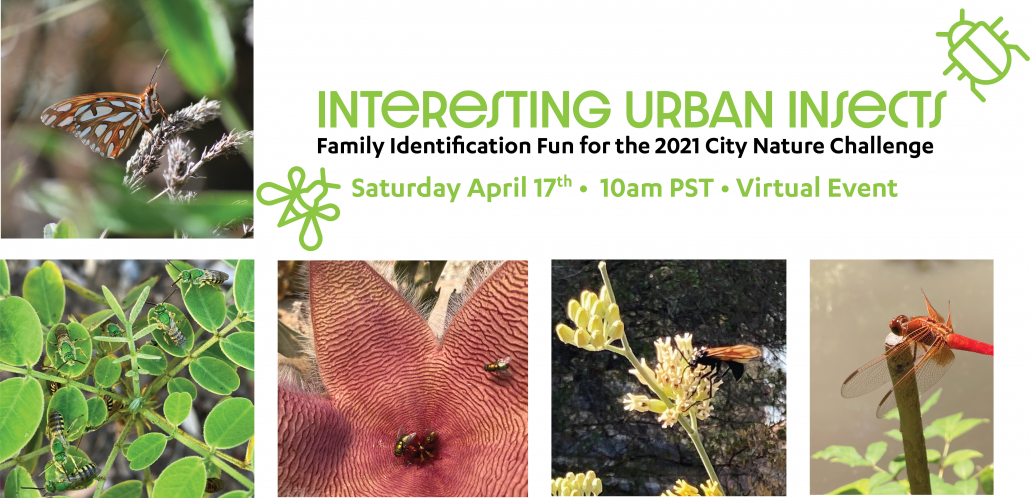 Interesting Urban Insects - Mathias Botanical Garden