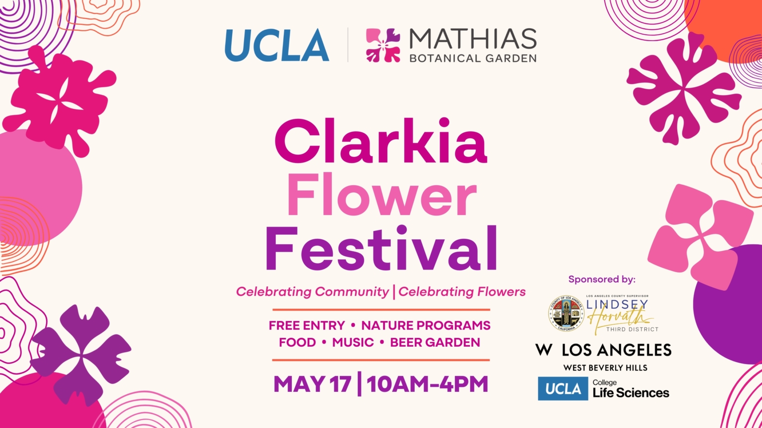 Clarkia Flower Festival - Mathias Botanical Garden - Events