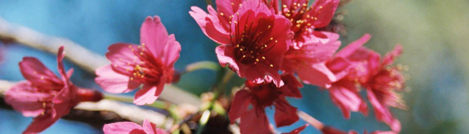 What's Blooming? - Mathias Botanical Garden
