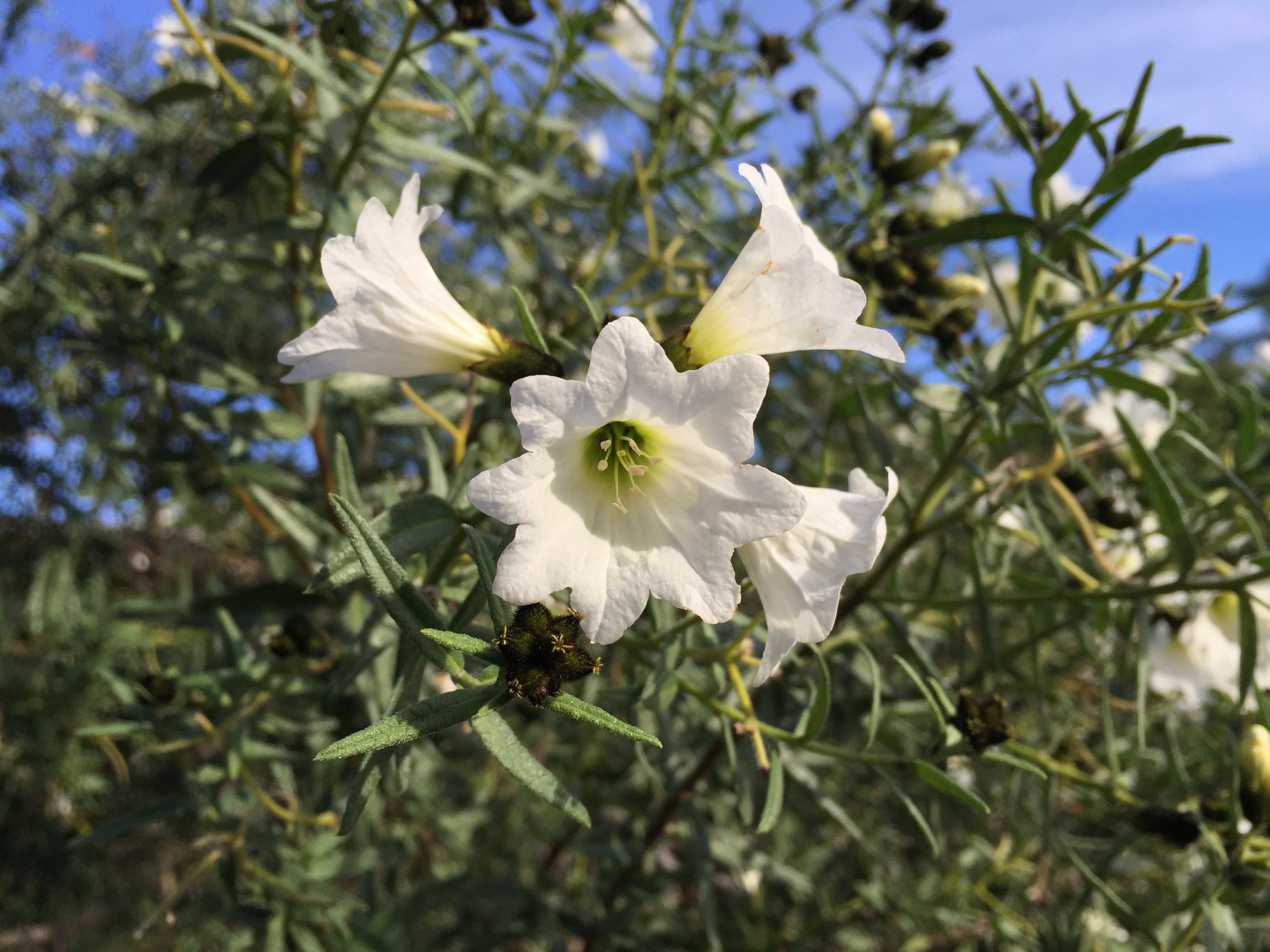 December 2017 – Mildred E. Mathias Botanical Garden