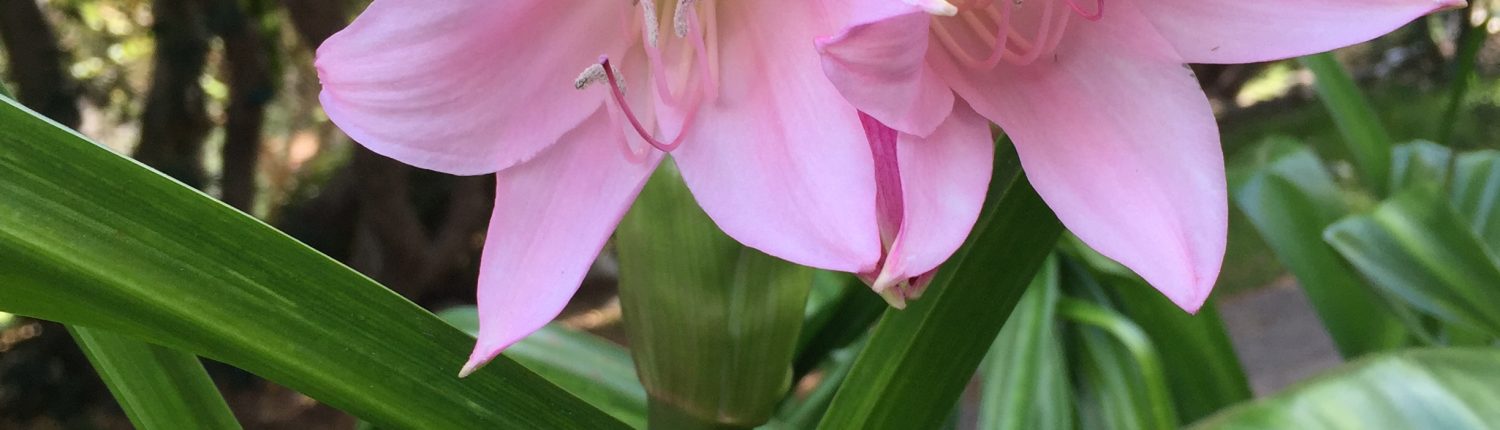 “Lilies” – Mildred E. Mathias Botanical Garden