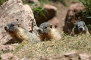 A Marmot’s Life – The yellow-bellied marmots