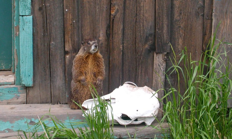A Marmot’s Life – The yellow-bellied marmots