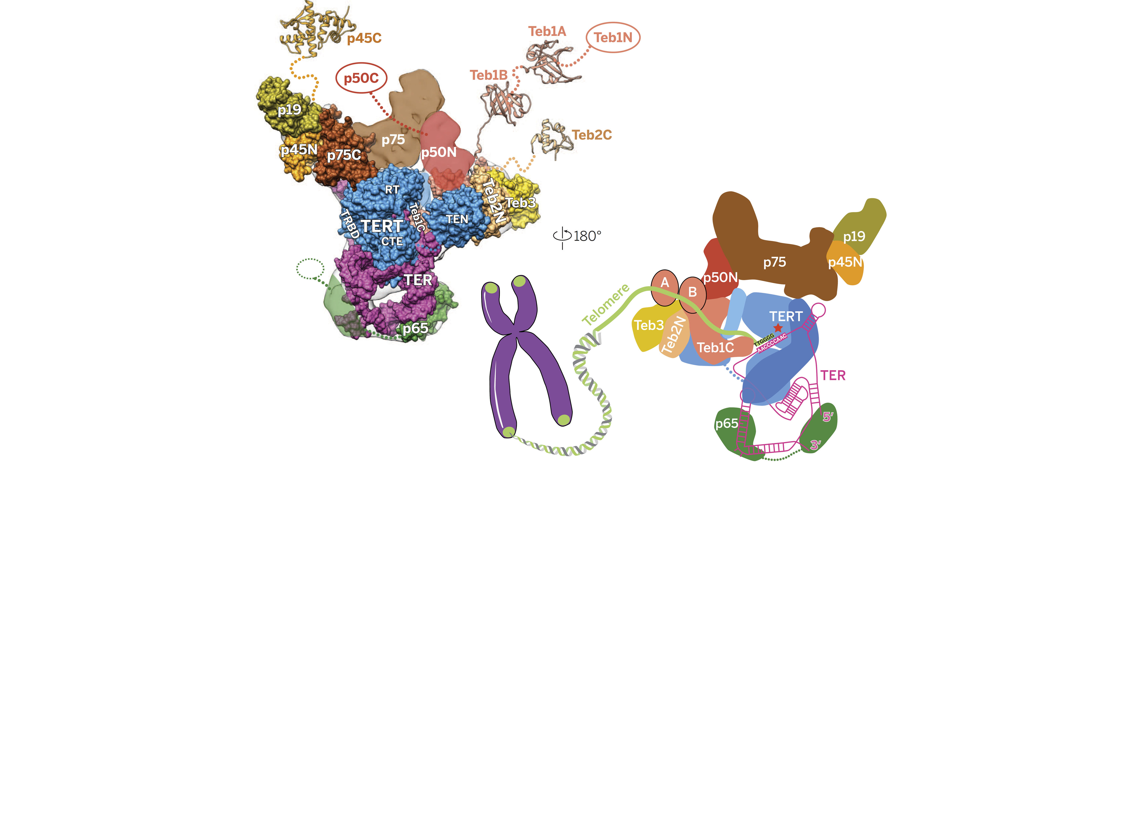 Biochemistry, Biophysics, and Structural Biology – Molecular Biology ...