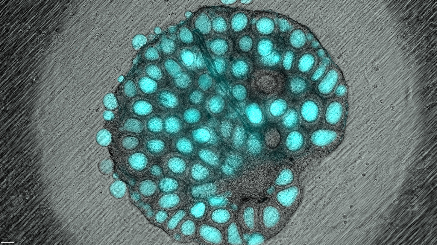 Research – Lab of Dr. Amander Clark