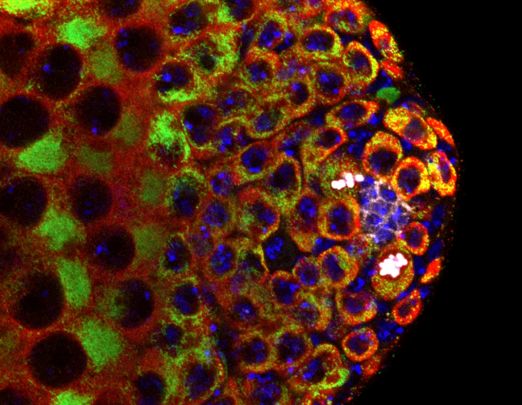 Molecular, Cell and Developmental Biology