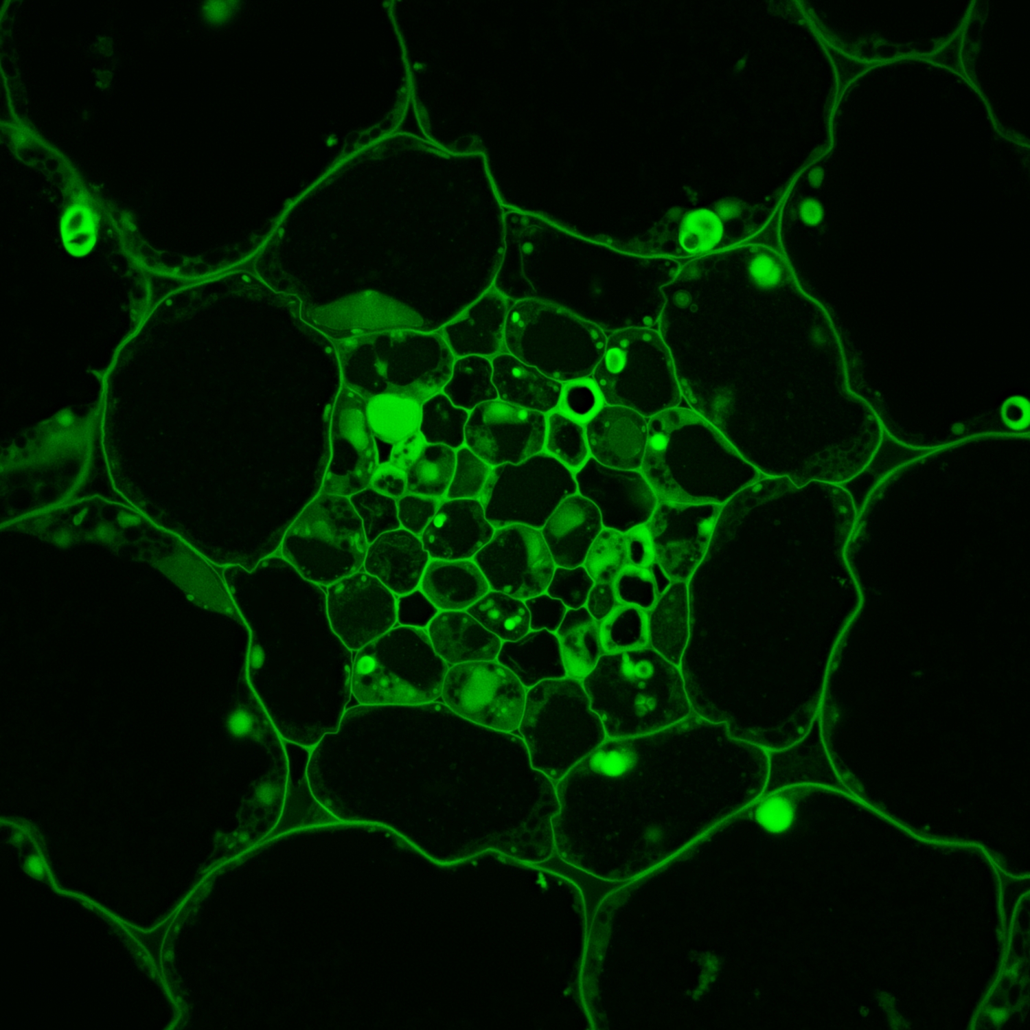 Molecular, Cell and Developmental Biology