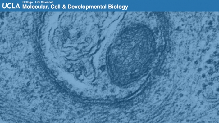 zoom backgrounds – Molecular, Cell and Developmental Biology