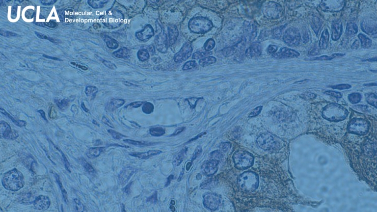zoom backgrounds – Molecular, Cell and Developmental Biology