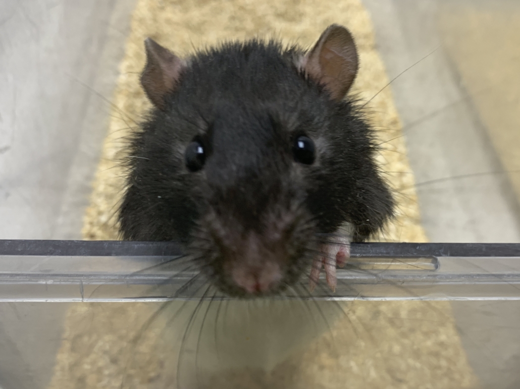 Welcome to the Fanselow Lab – Information related to Dr. Michael S. Fanselow's laboratory