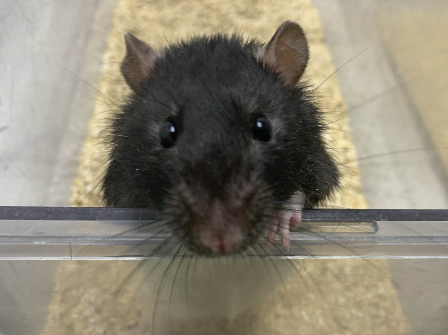 Welcome to the Fanselow Lab – Information related to Dr. Michael S ...